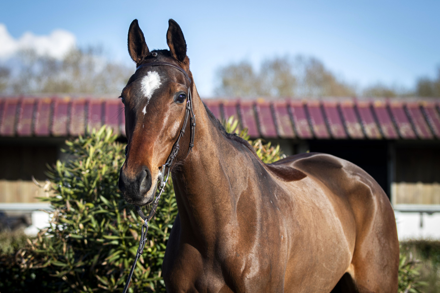 Horse LA PINSONNIERE - Sale of Monday 08 April 2024 - Auctav