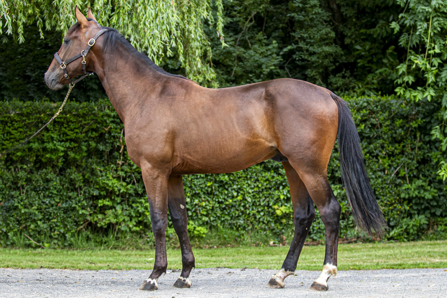 Horse LOGARITMO Sale Of Friday 25 August 2023 Auctav